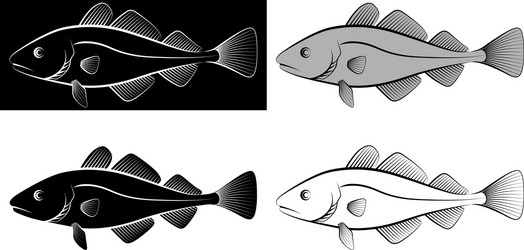 Cod Atlantic Drawing Vector Images (56)