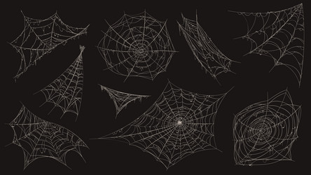 Spider web cobweb trap gossamer halloween graphic Vector Image