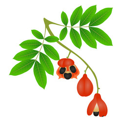 Ackee tree with fruits and roots Royalty Free Vector Image
