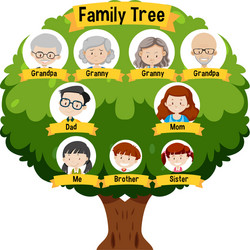Diagram showing three generation family tree Vector Image