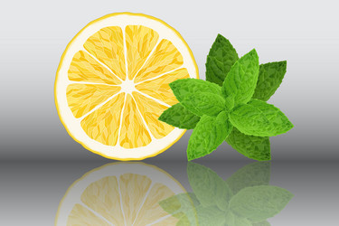Seamless pattern with lemon and mint on white Vector Image