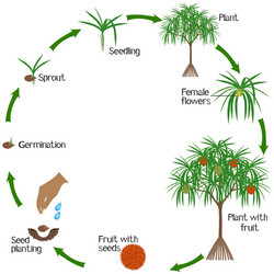 Pandanus Vector Images (over 100)