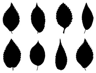 Elm Tree Silhouette Vector Images (over 610)