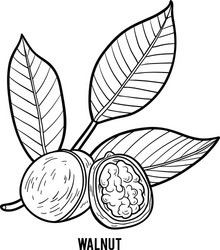 Coloring book walnut Royalty Free Vector Image