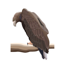 Realistic Eagle Vector Images (over 1,600)