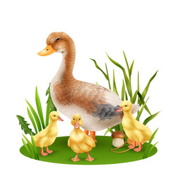 Duck life cycle infographics Royalty Free Vector Image