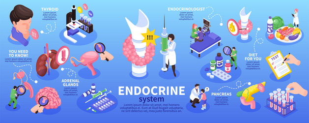 Isometric endocrinologist flowchart Royalty Free Vector