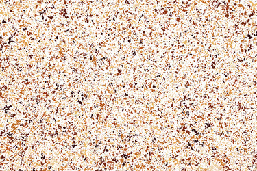 Coffee color grain texture isolated on white Vector Image