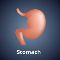 Realistic Stomach Vector Images (over 740)