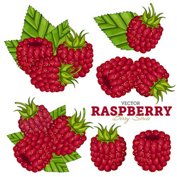 Blueberry set Royalty Free Vector Image - VectorStock