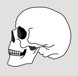 Skull bone face side view cute icon black Vector Image