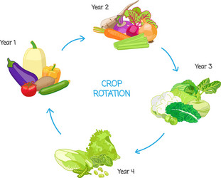 Tomato Stage Growth Vector Images (89)