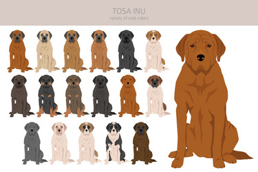 Tosa inu clipart different poses coat colors set Vector Image