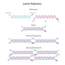 Polymer Vector Images (over 2,700)