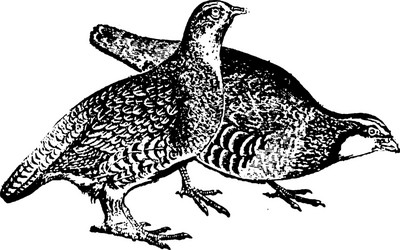Partridge Vector Images (over 550)