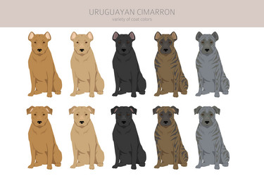 Uruguayan cimarron clipart all coat colors set Vector Image