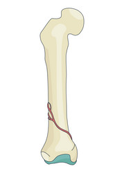 Structure humerus bone with name Royalty Free Vector Image