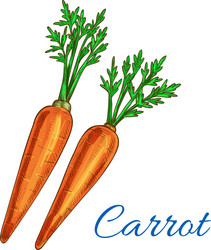 Carrot root vegetable cartoon Royalty Free Vector Image