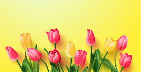 Lovely spring background with tulip flowers Vector Image