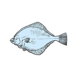 Halibut Vector Images (over 560)