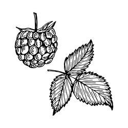 Raspberry sketch outline simple doodle drawing Vector Image