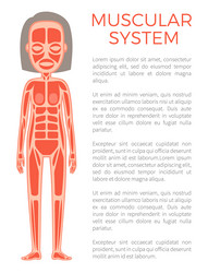 Muscular System Vector Images (over 2,500)