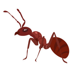 Fire ant isolated on white background Royalty Free Vector