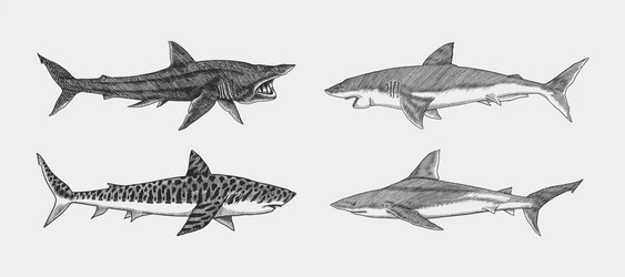 Bull Shark Vector Images (over 150)
