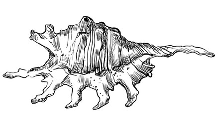 Seashell Cut Out Vector Images (over 340)