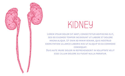 Kidney Vector Images (over 18,000)