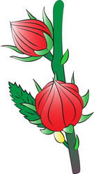 Roselle Royalty Free Vector Image - VectorStock