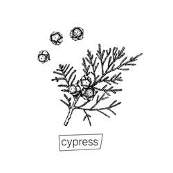 Cypress Tree Sketch Vector Images (over 370)