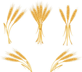 Wheat Vector Images (over 120,000)
