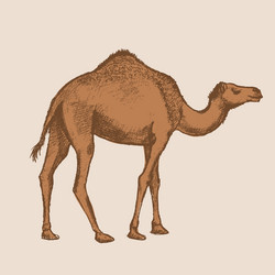 Walking camel isolated Royalty Free Vector Image