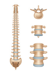 Spine structure front and side view human Vector Image