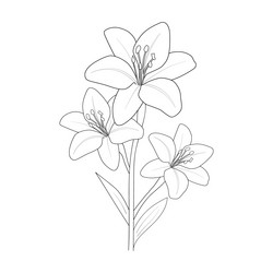 Lily flower drawing simple easy lili draw Vector Image