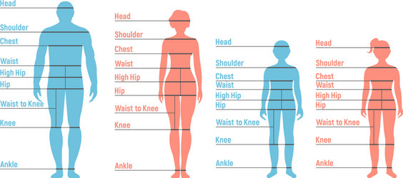 Body Measurement Size Chart Royalty Free Vector Image