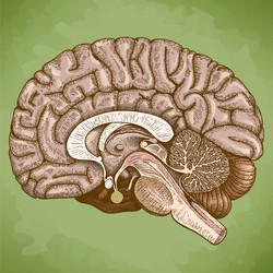 Engraving human brain Royalty Free Vector Image