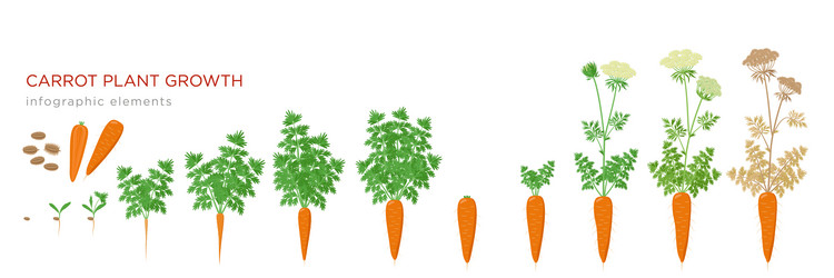 Carrot plant growth stages infographic elements Vector Image