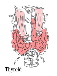 Trachea Vector Images (over 7,100)
