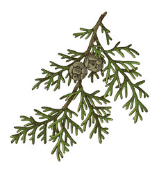 Cypress branch colored detailed Royalty Free Vector Image