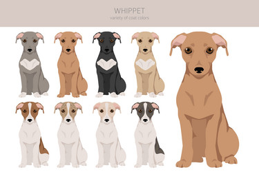 Whippet Cartoon Vector Images (over 150)