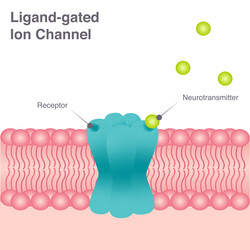 Ligand-gated ion channel diagram Royalty Free Vector Image