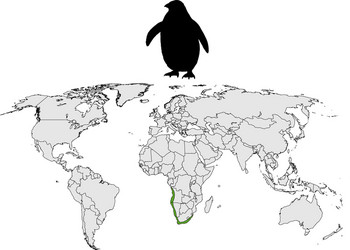 African Penguin Vector Images (over 780)