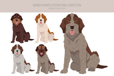 Wirehaired Pointing Griffon Vector Images (16)