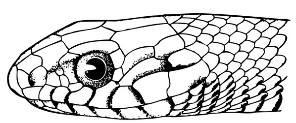 Snake Side View Drawing