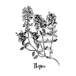 Thyme Vector Images (over 3,500)