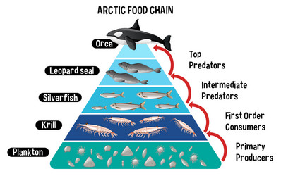 Arctic food chain diagram concept Royalty Free Vector Image