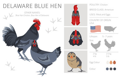 Delaware blue hen chicken breeds clipart poultry Vector Image