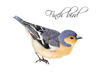 Finch bird set Royalty Free Vector Image - VectorStock